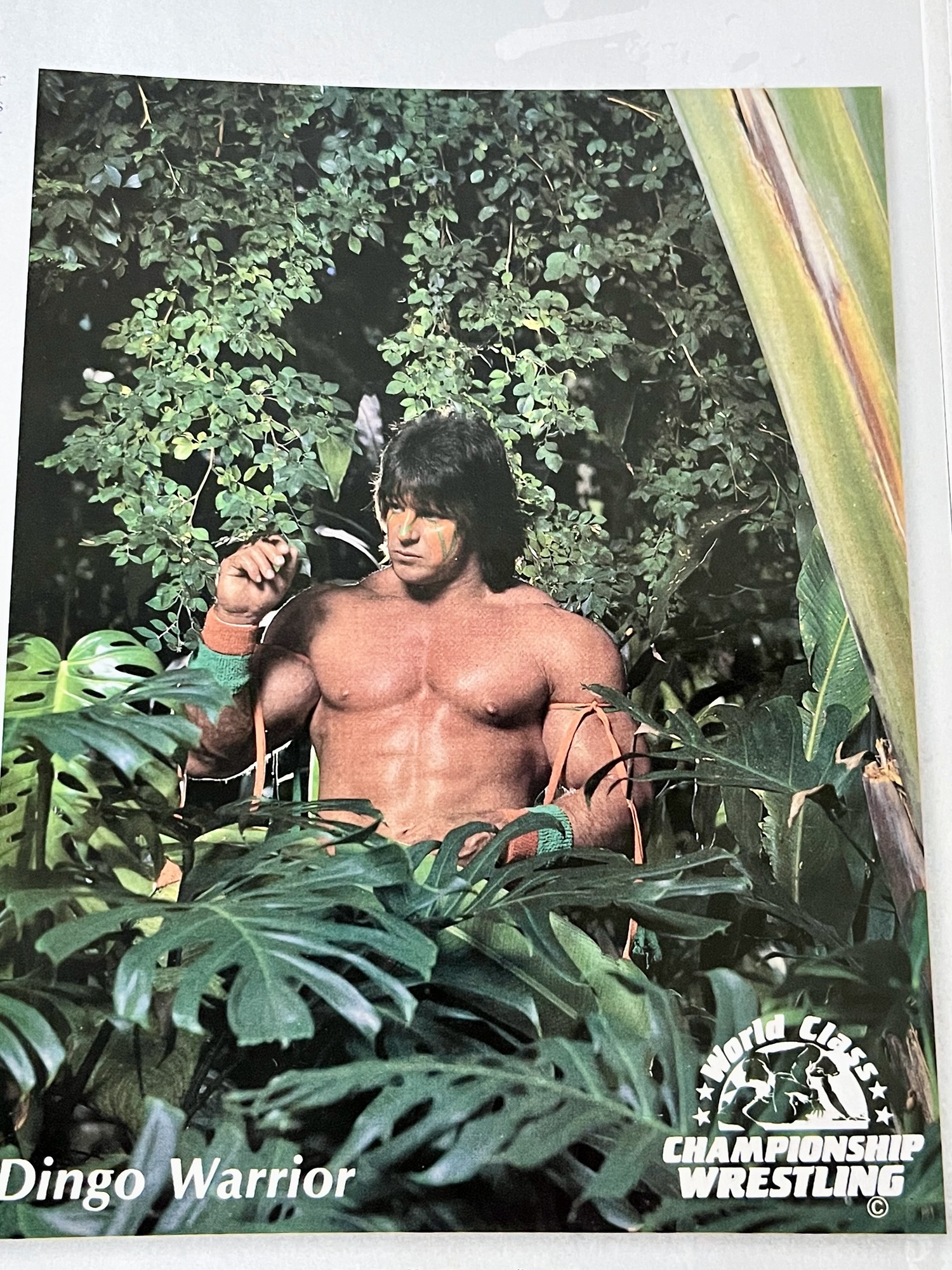 The Ultimate Dingo King 💪🏻🐕👑 – mywarriorwritings.com